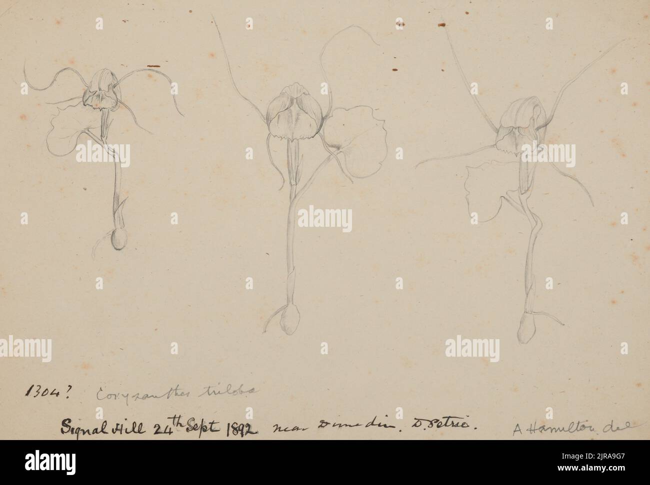 1892 new zealand hi-res stock photography and images - Alamy