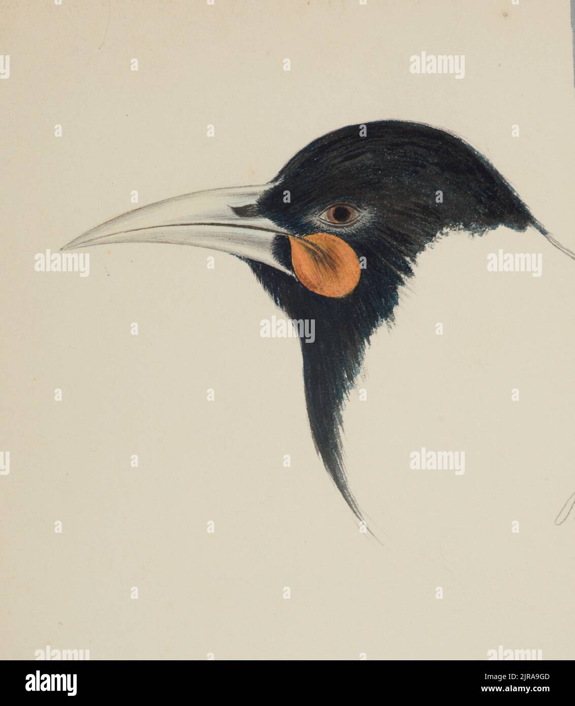 Bird head drawing hi-res stock photography and images - Alamy