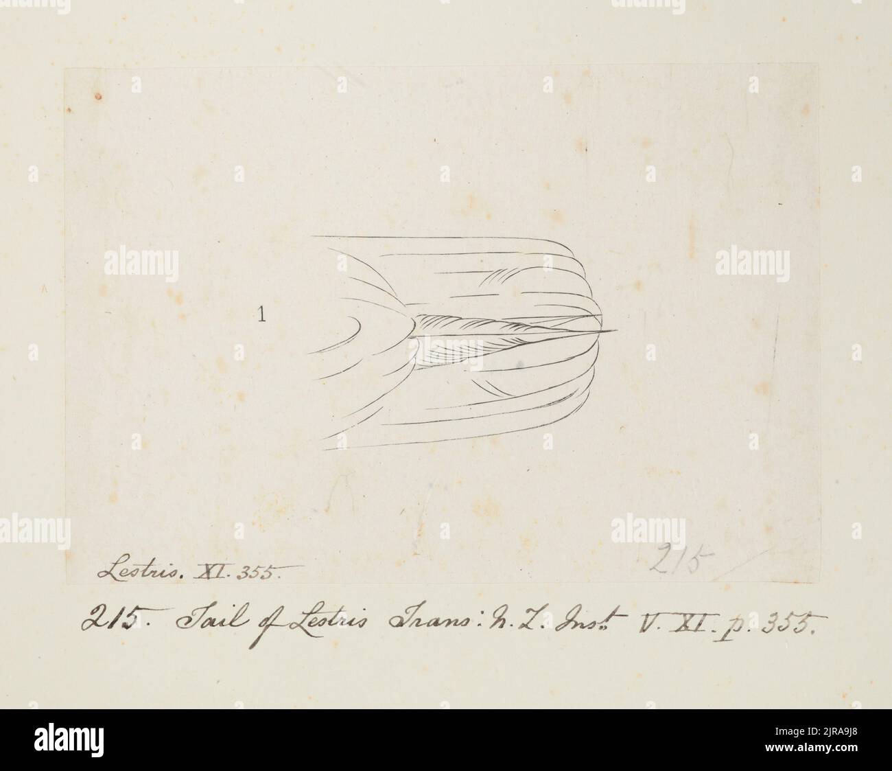 Tail structure hi-res stock photography and images - Alamy