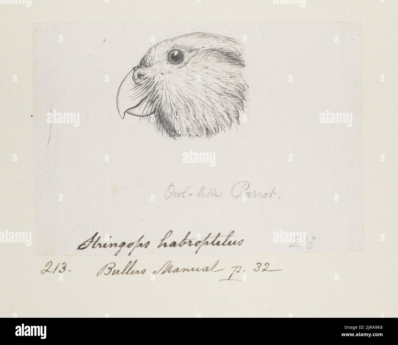 Strigops habroptilus (Kakapo). Owl-like parrot. Formerly Stringops ...