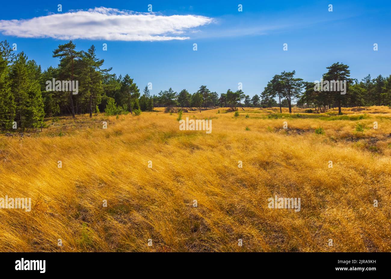 The desertic landscape of the Curonian Spit, Lithuania Stock Photo - Alamy