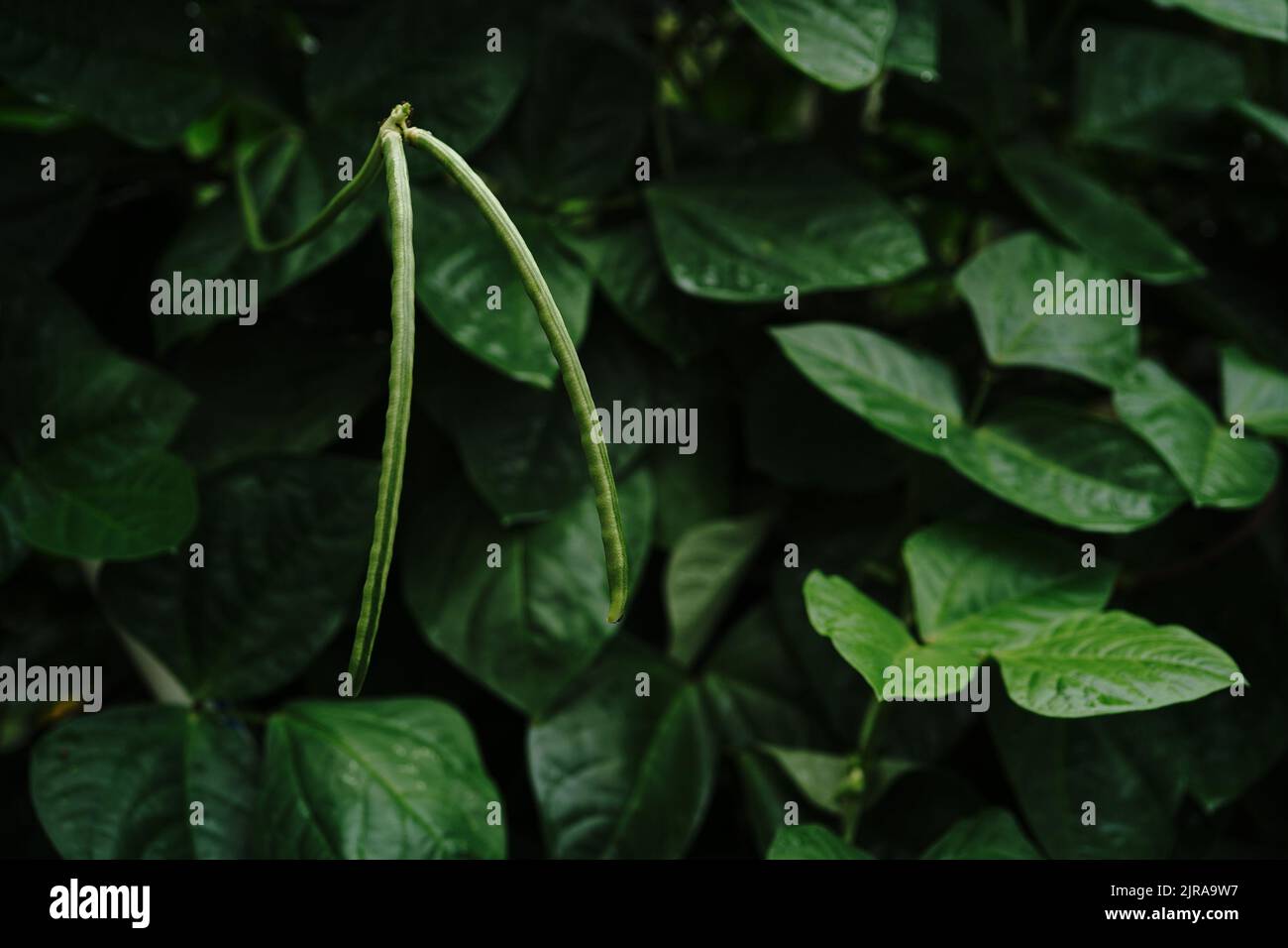 Young string beans growing in backyard deck, selective focus Stock ...