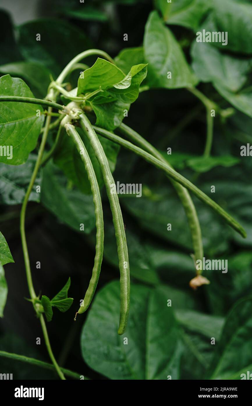 Indian food soya beans hi-res stock photography and images - Alamy