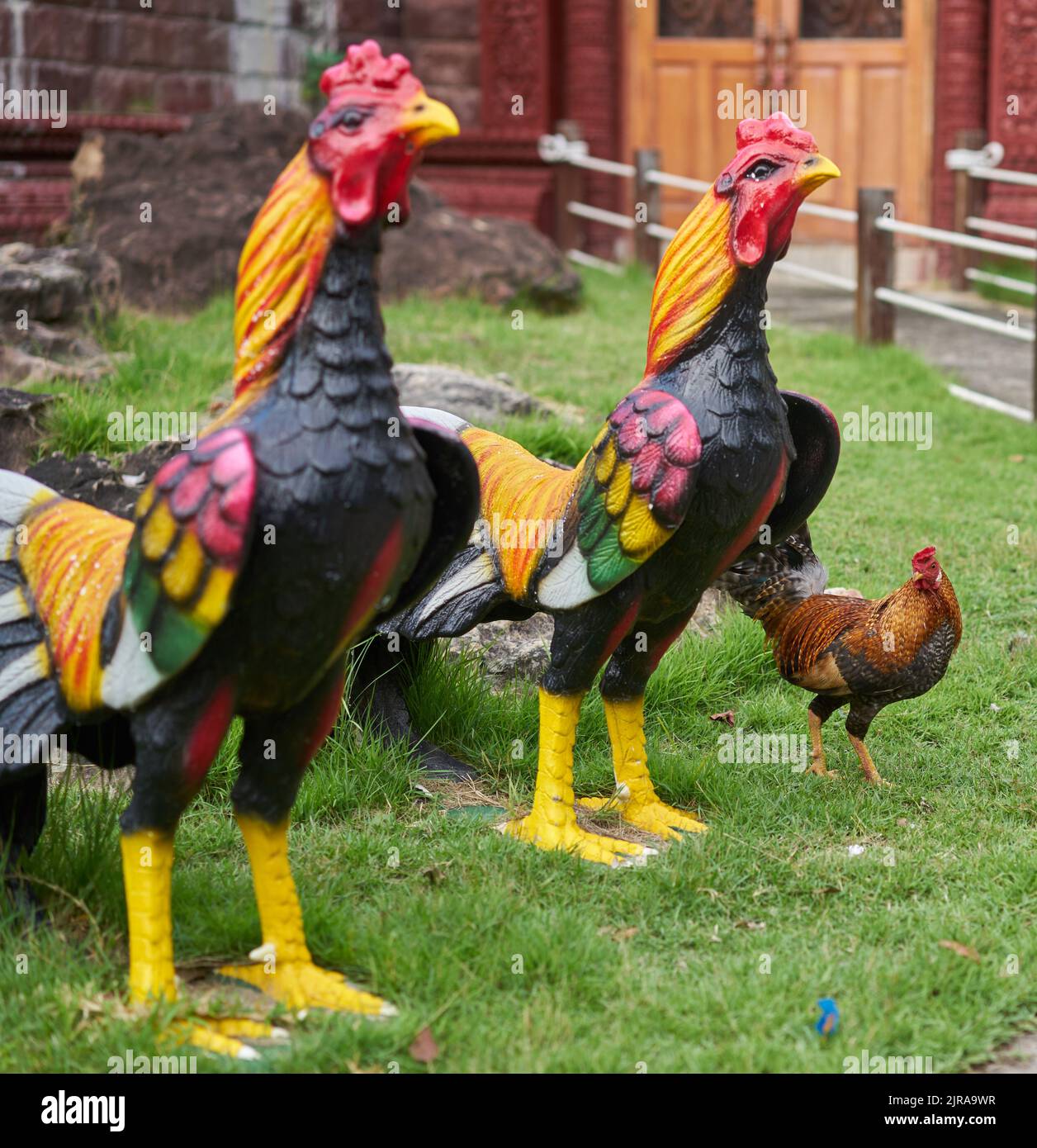 A real rooster poses by statues of roosters at a Thai temple Stock ...