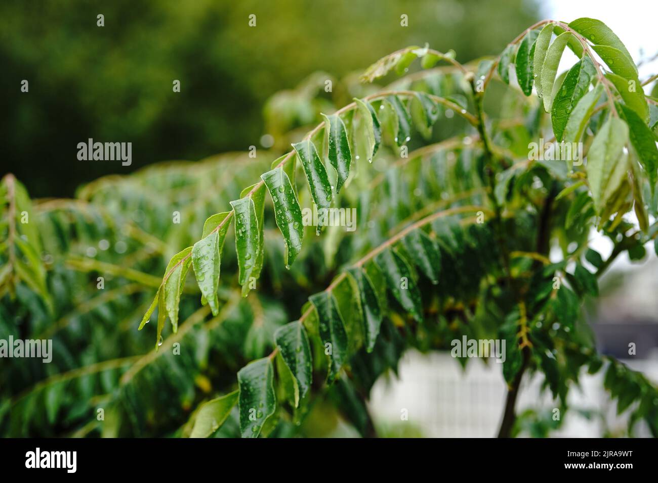 Curry leaf tree hi-res stock photography and images - Alamy