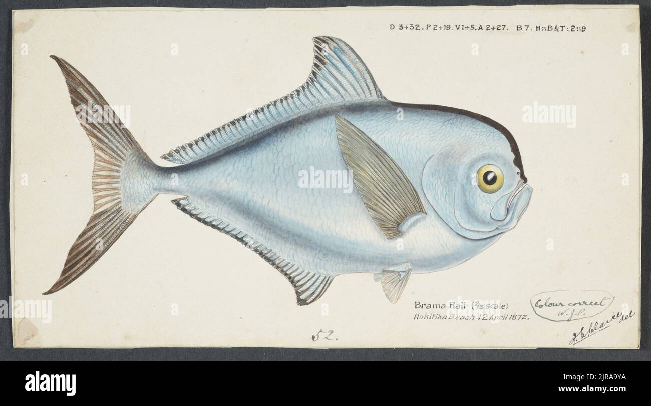 Brama brama (NZ) - Ray's Bream, 1872, by Frank Edward Clarke Stock ...