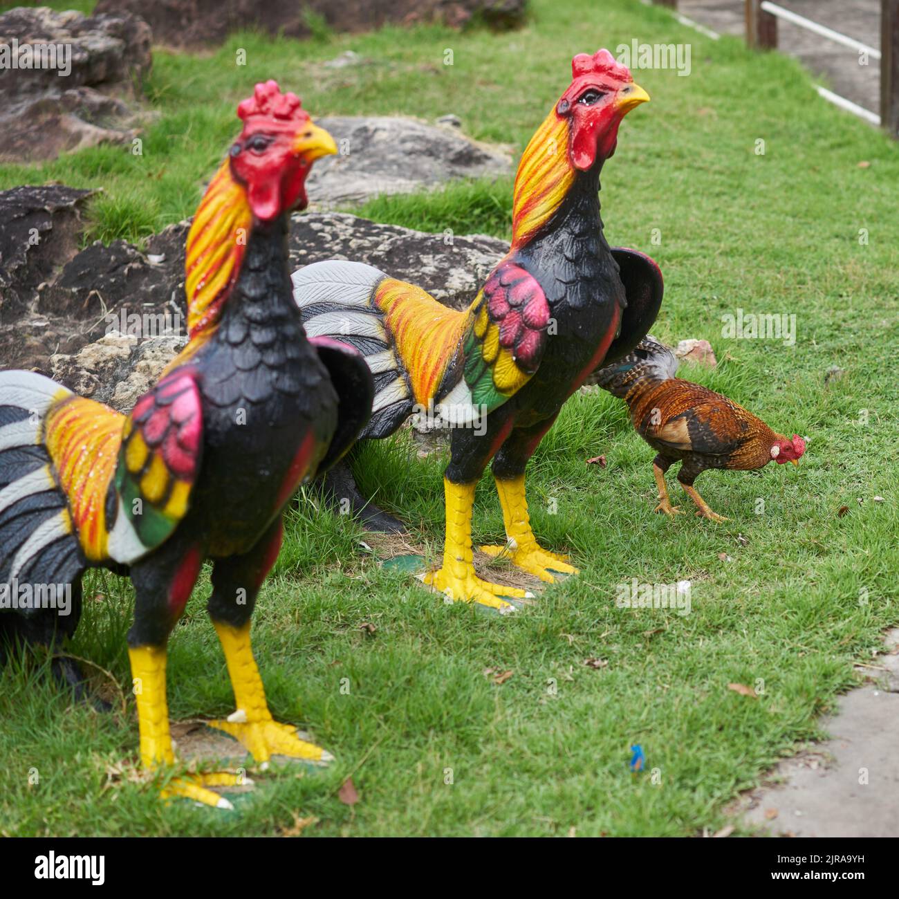 A real rooster poses by statues of roosters at a Thai temple Stock ...