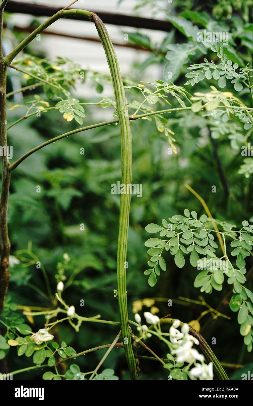 Moringa plant growing in backyard of American home- superfood medicinal ...