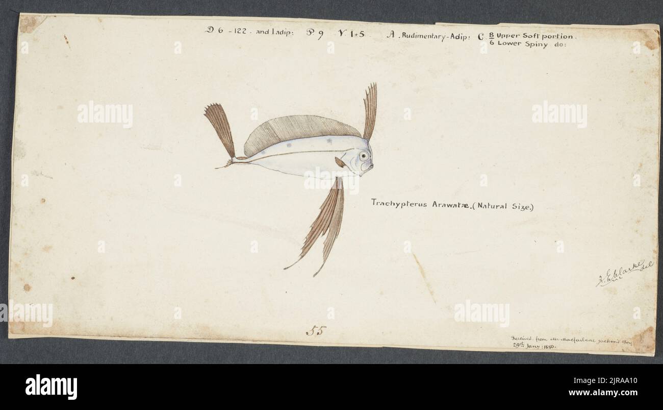 Trachipterus trachypterus (NZ) : Ribbonfish, 1880, by Frank Edward ...