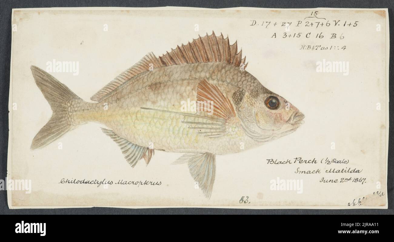 Nemadactylus macropterus (NZ) : Tarakihi, 1867, by Frank Edward Clarke ...