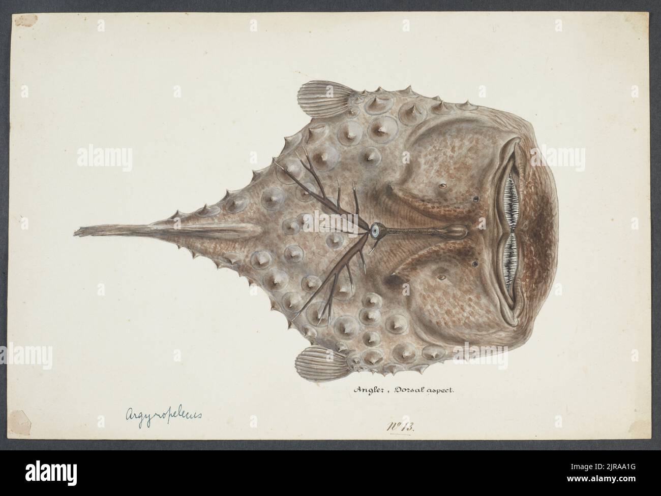 Himantolophus appelii nz dorsal view hi-res stock photography and ...