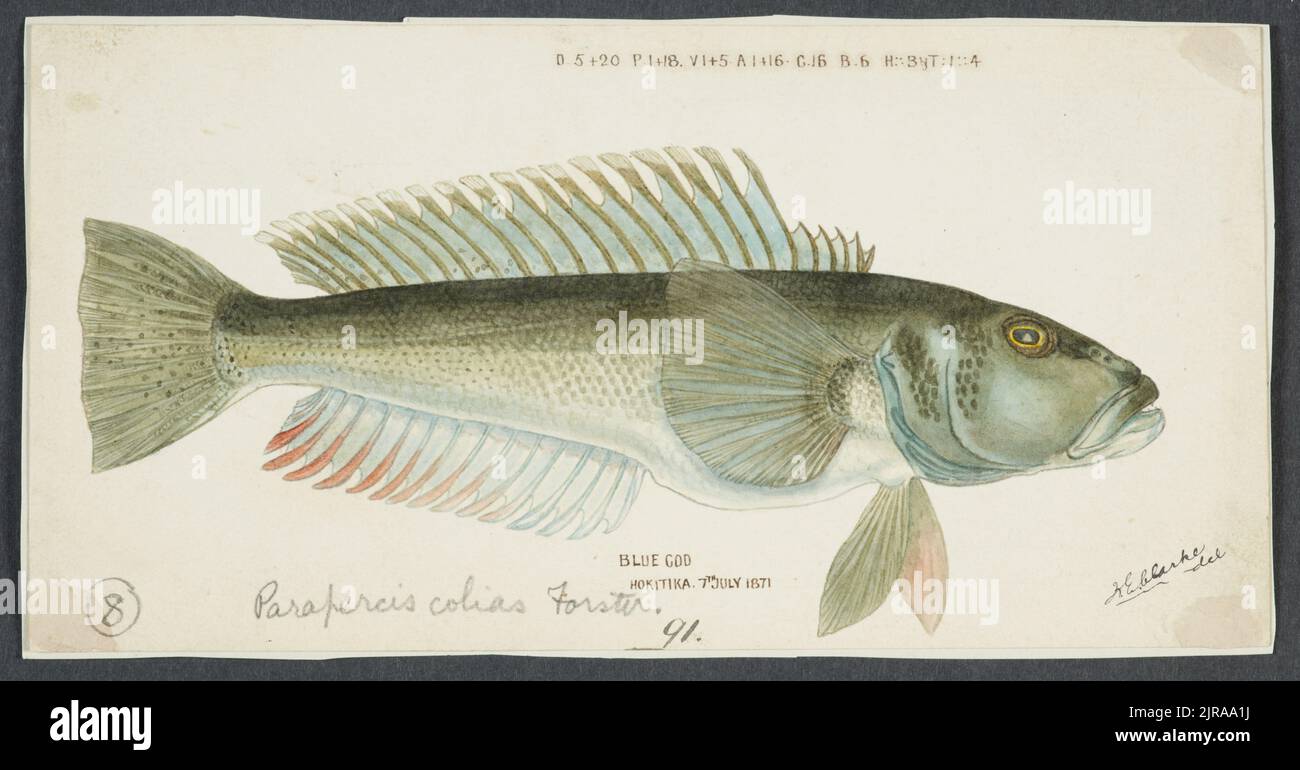 Parapercis colias, 1871, by Frank Edward Clarke Stock Photo - Alamy