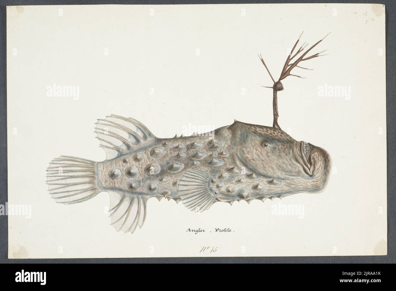 Himantolophus appelii nz lateral view hi-res stock photography and ...