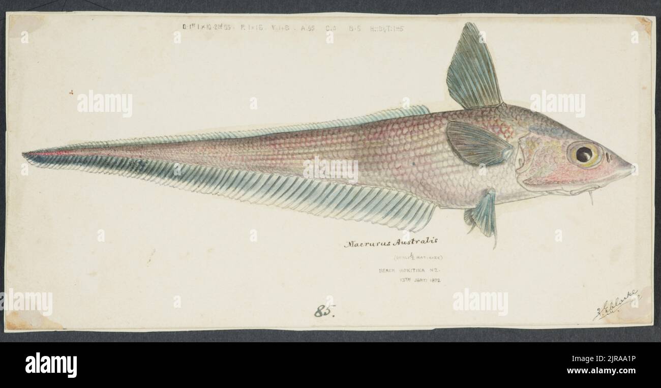 Coelorinchus sp nz hi-res stock photography and images - Alamy