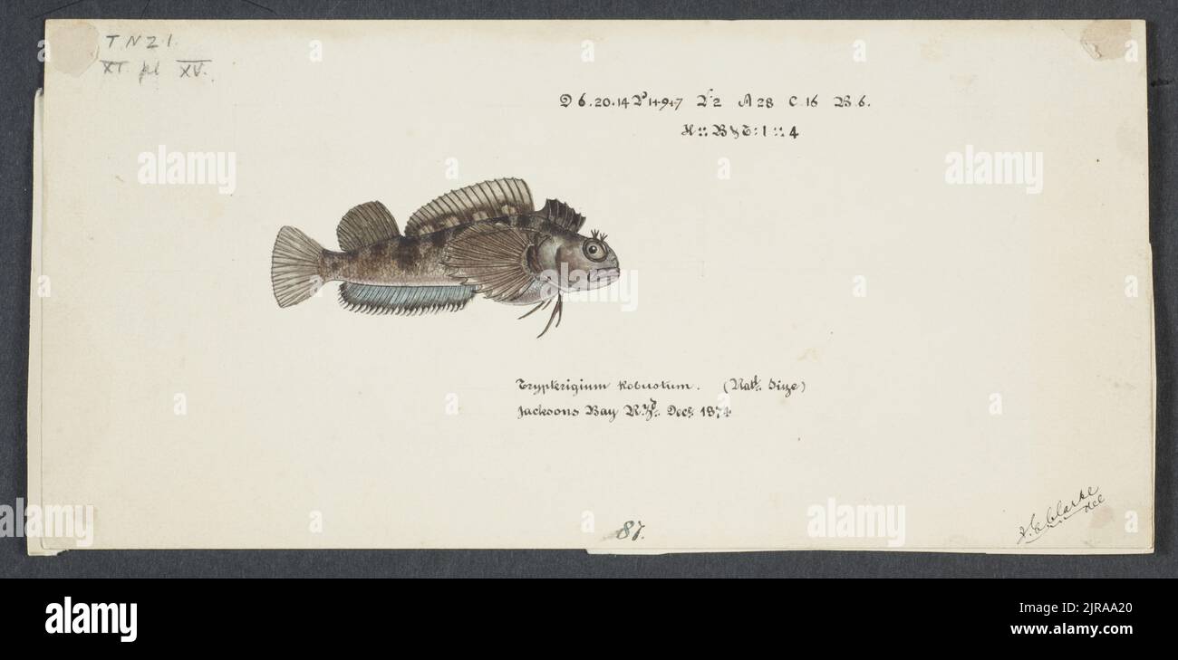 Tripterygion robustum (NZ) : Estuarine triplefin, by Frank Edward ...