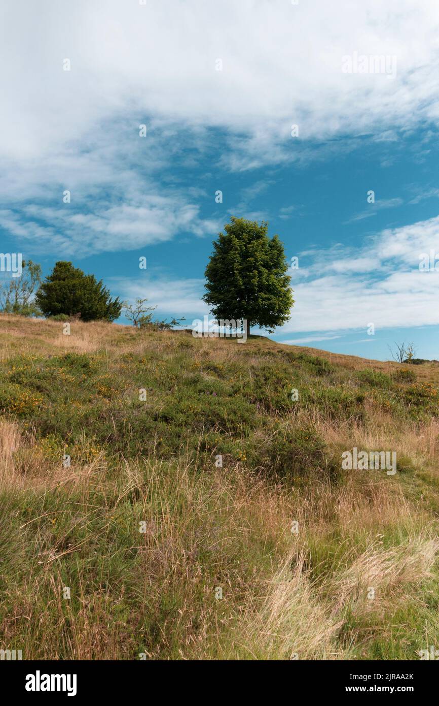 A view of a tree high up on the side of a hill Stock Photo - Alamy
