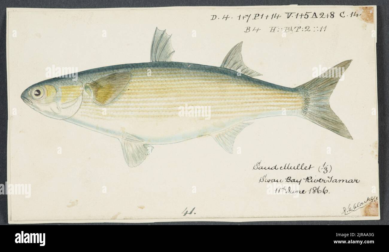 Sand mullet myxus elongatus tas hi-res stock photography and images - Alamy