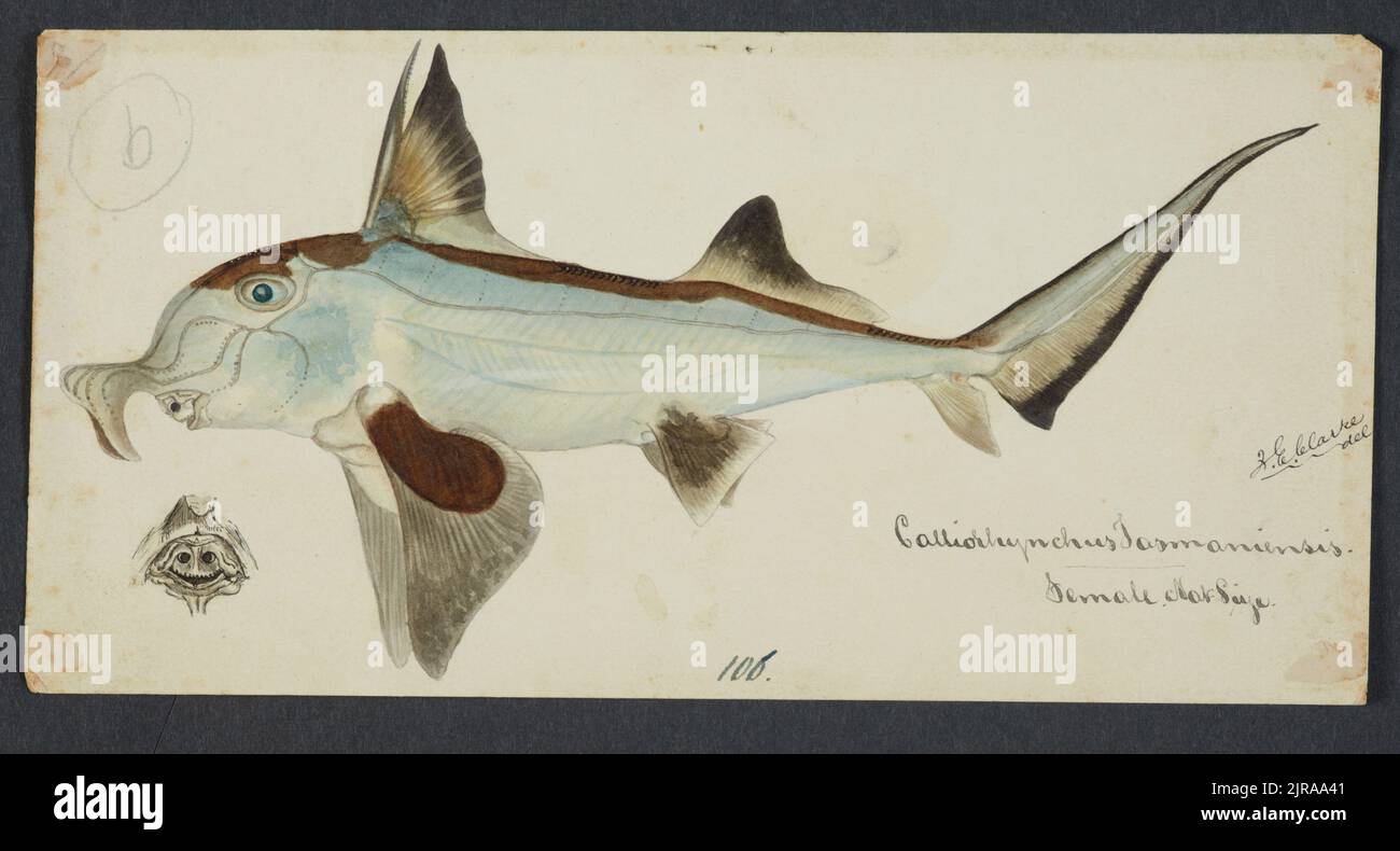 Elephant fish callorhynchus mili hi-res stock photography and images ...