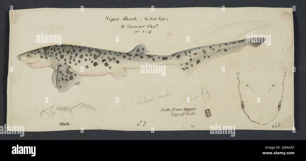 Notorynchus cepedianus (Tas) : Broad seven-gill shark, before 1870, by ...
