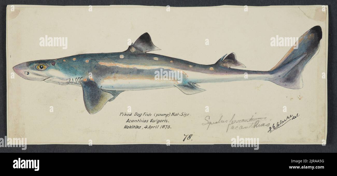 Squalus acanthias (NZ) : Spotted spiny dogfish, 1873, by Frank Edward ...