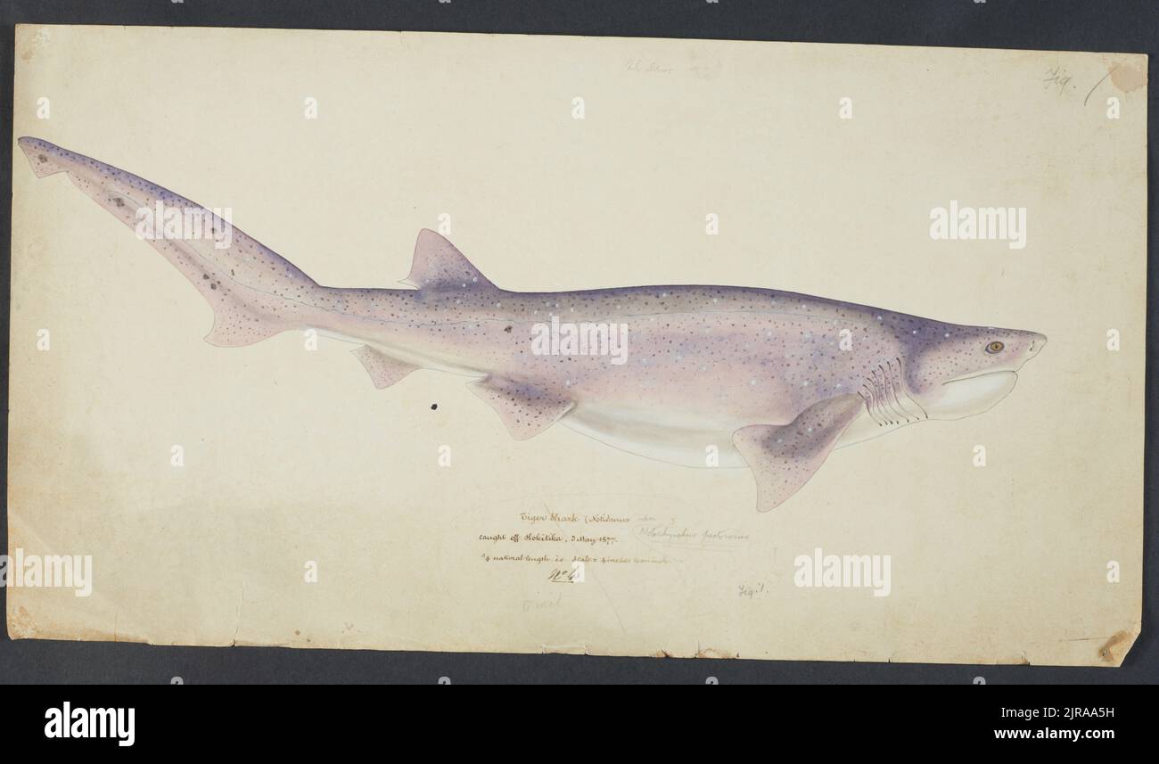 Notorynchus cepedianus (NZ) : Broadsnouted seven-gill shark, 1877, by ...