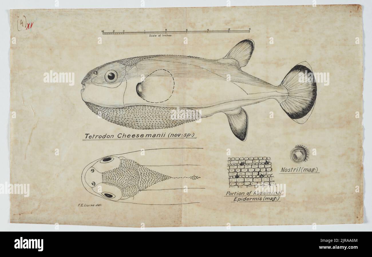 Pufferfish tetraodon cheesmanii hi-res stock photography and images - Alamy