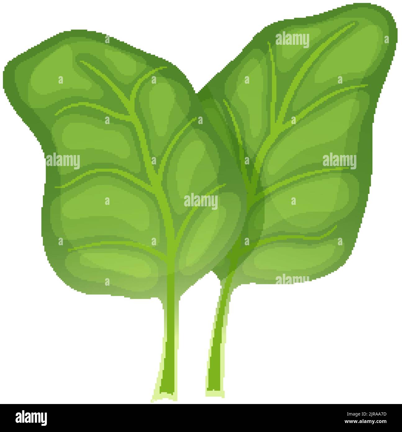 spinach leaf green cartoon vector illustration Stock Vector Image & Art ...