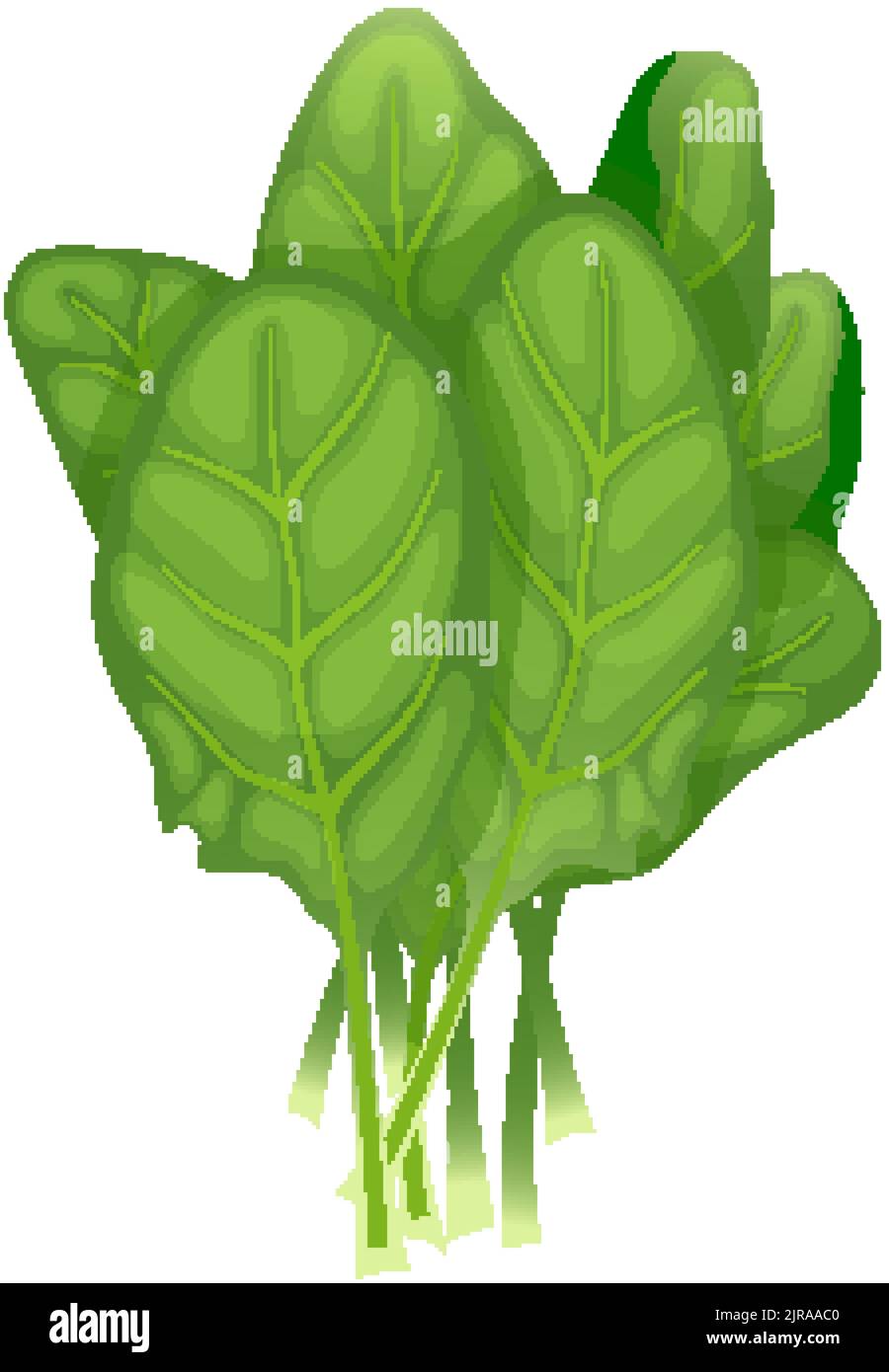 spinach leaf green cartoon vector illustration Stock Vector Image & Art ...