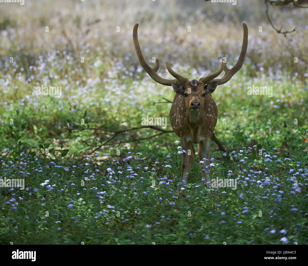 Curious Deer, Dudhwa National Park, India Stock Photo - Alamy