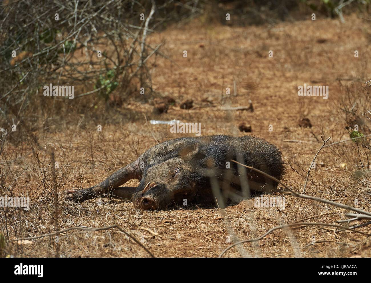 Wild boar dead body, killed by poachers. Masinagudi Forest, Tamilnadu ...