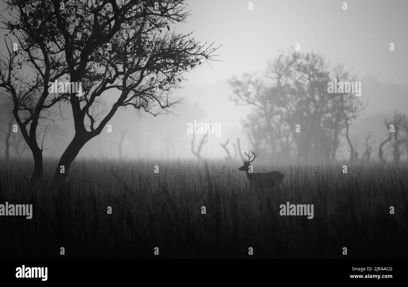 Deer in morning mist. Dudhwa National Park, India Stock Photo - Alamy