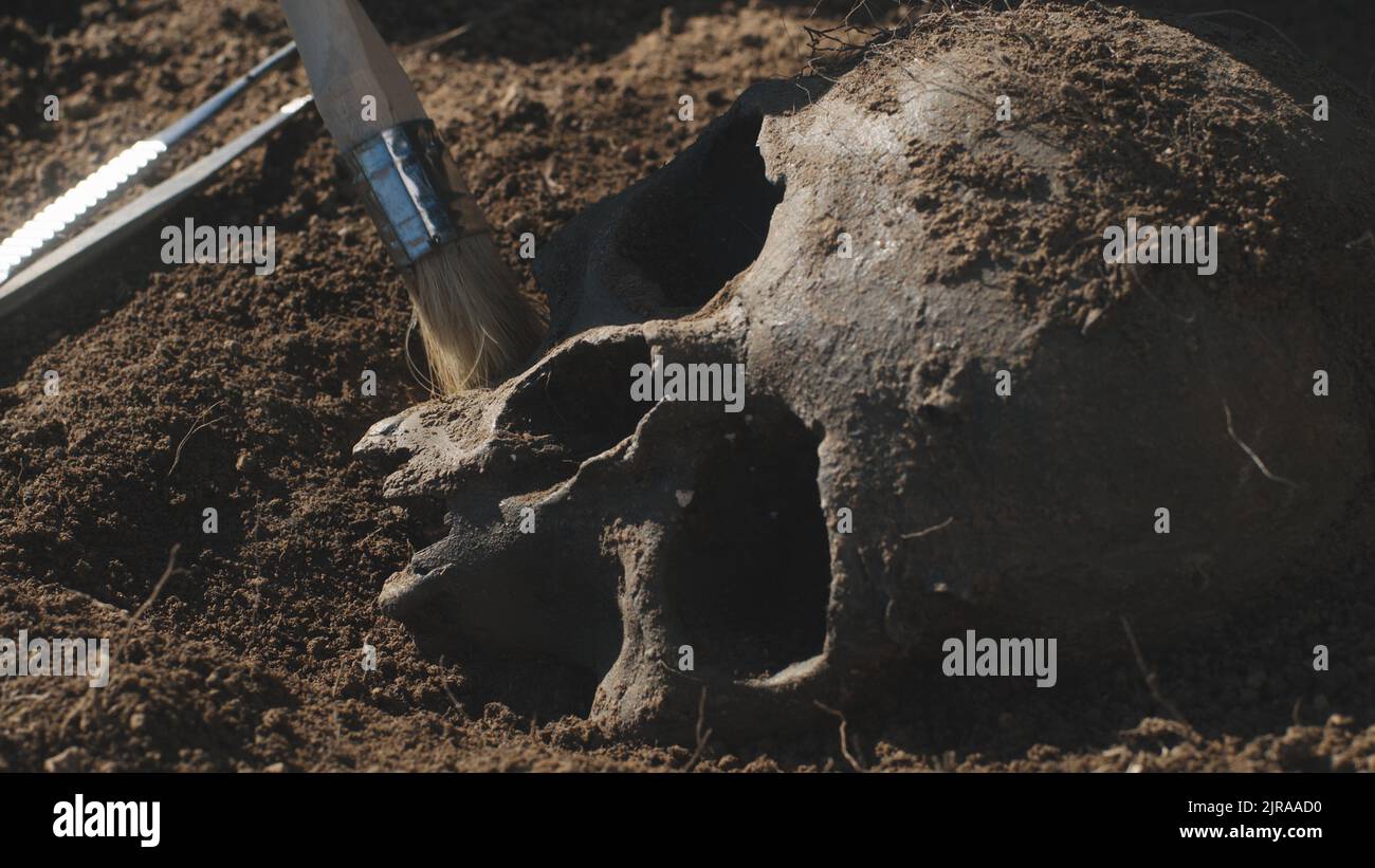 From above crop person using brush to sweep dust from human skull after ...
