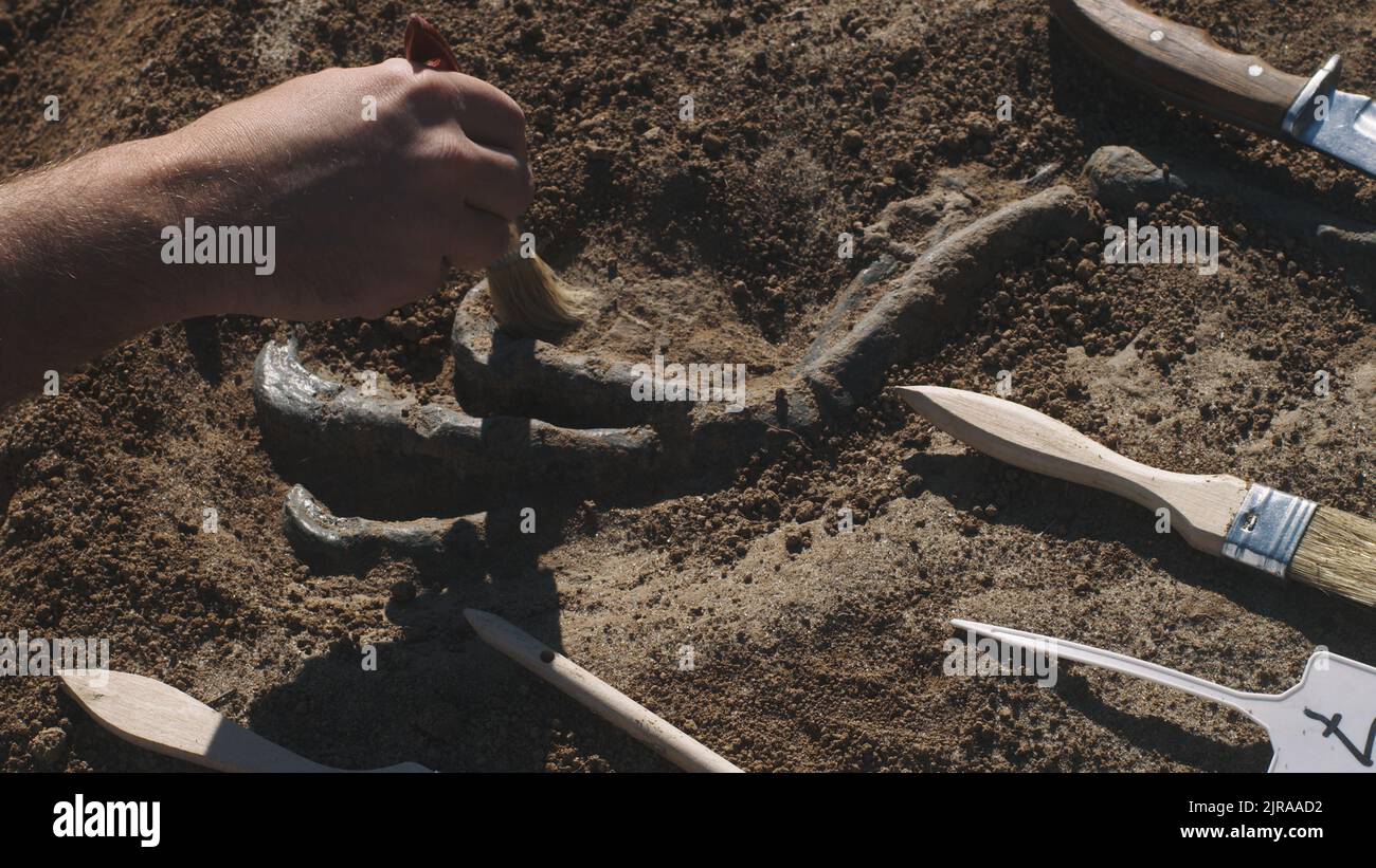 From above anonymous male archaeologist using brush to remove soil from ...