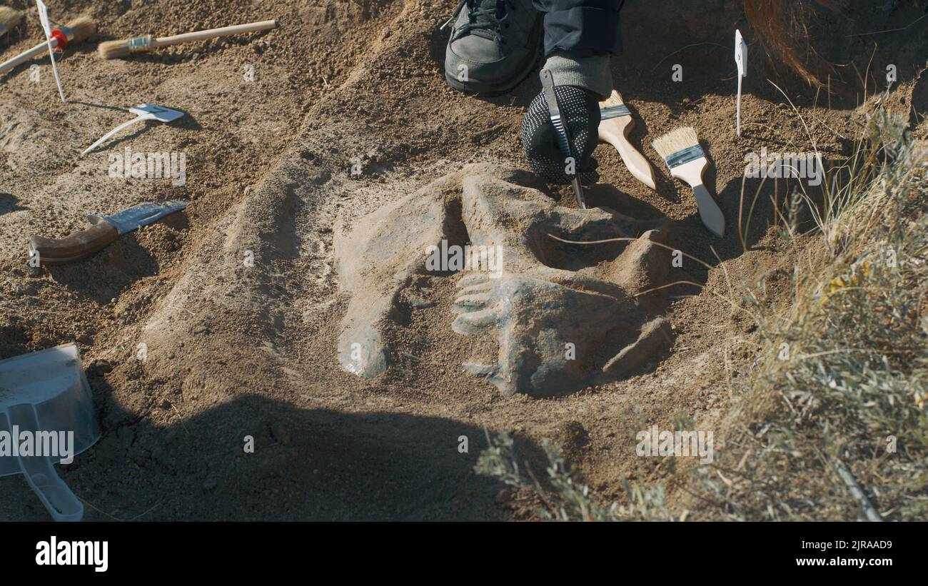 From above anonymous person using brush to remove sand from dinosaur ...