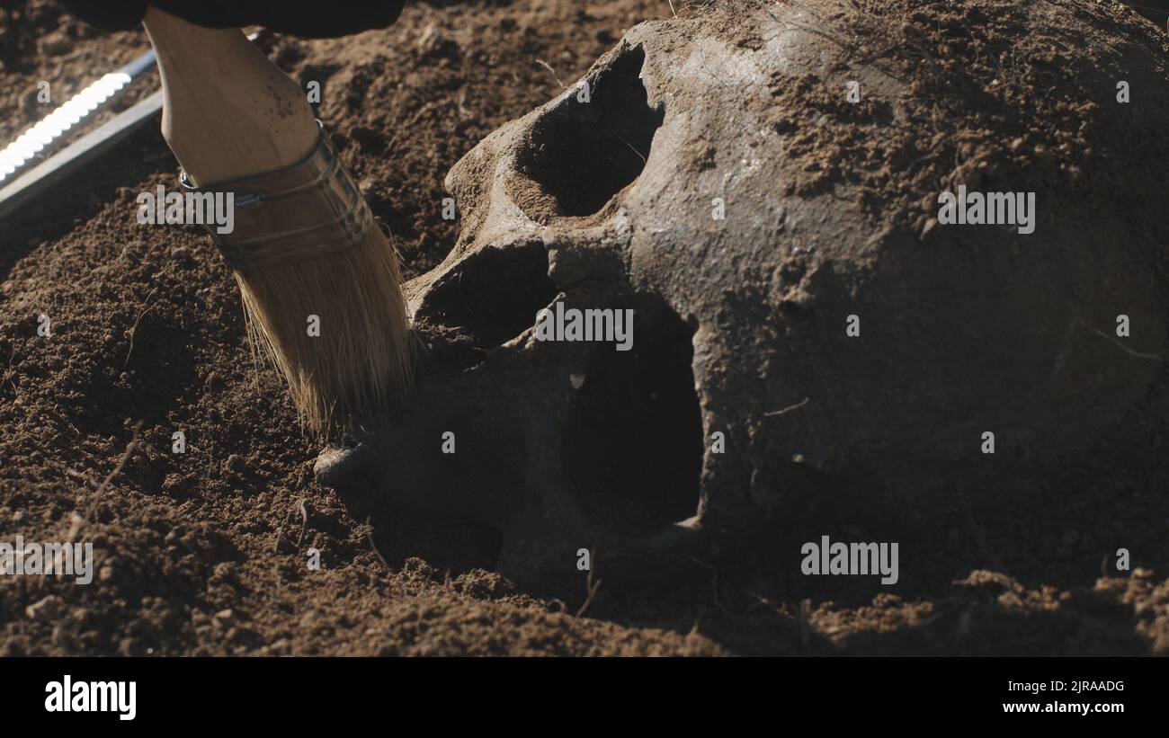 From above crop person using brush to sweep dust from human skull after ...