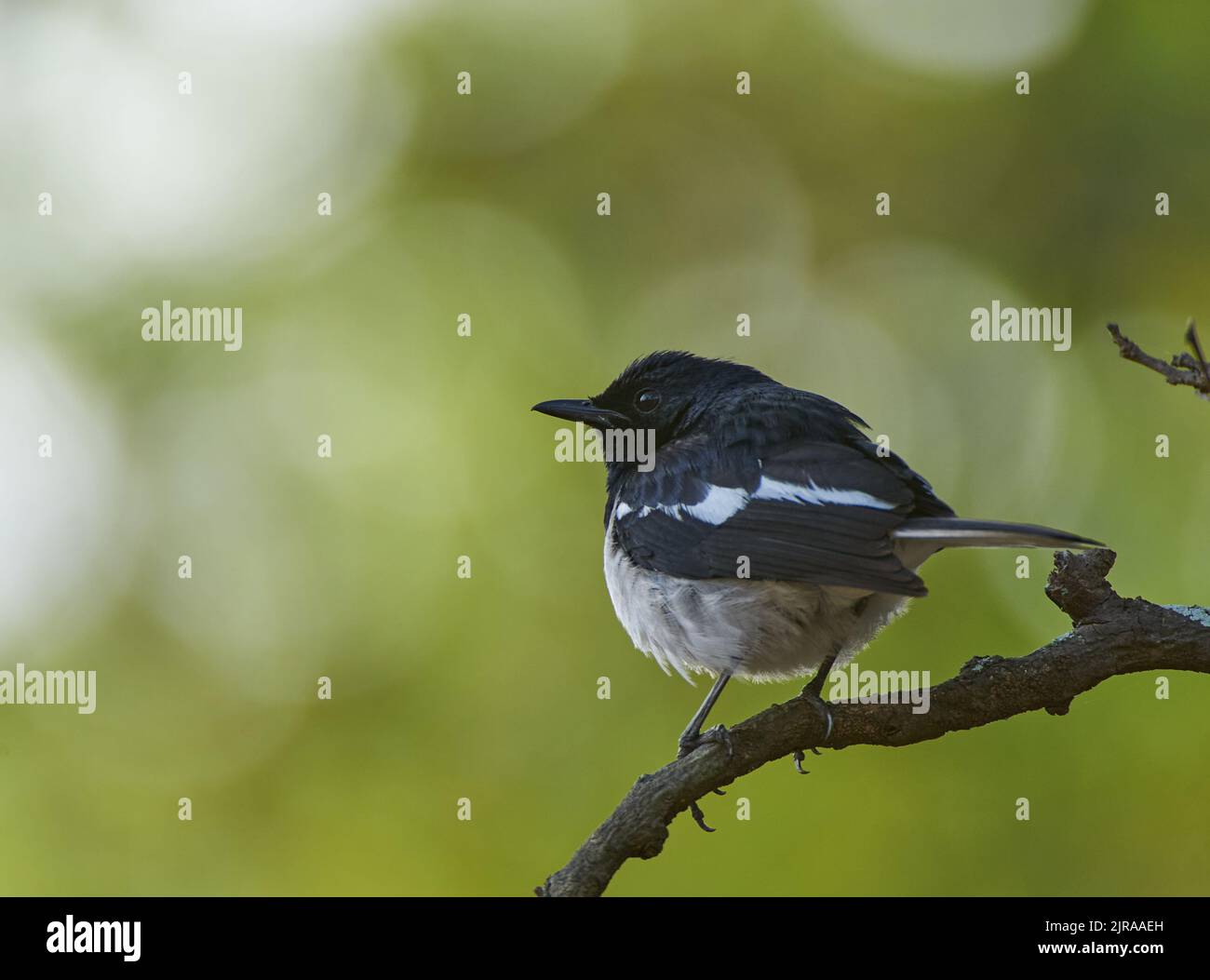 Magpie Robin, Masinagudi Forest, Tamilnadu, India Stock Photo - Alamy