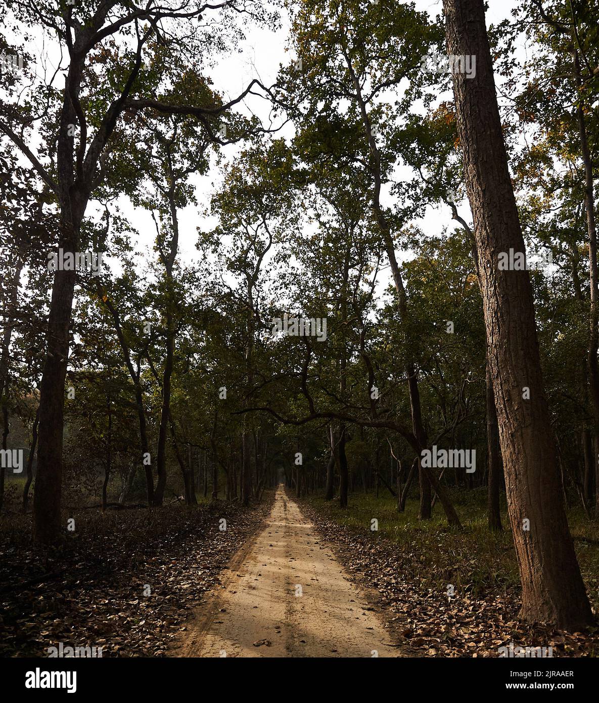 Sal wood forest, Dudhwa National Park, India Stock Photo - Alamy