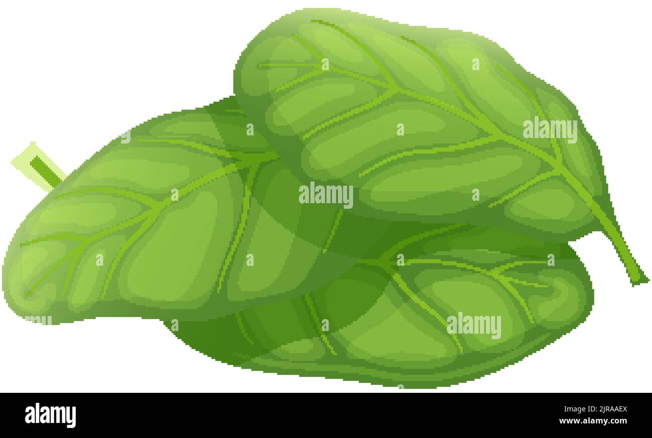 spinach leaf green cartoon vector illustration Stock Vector Image & Art ...