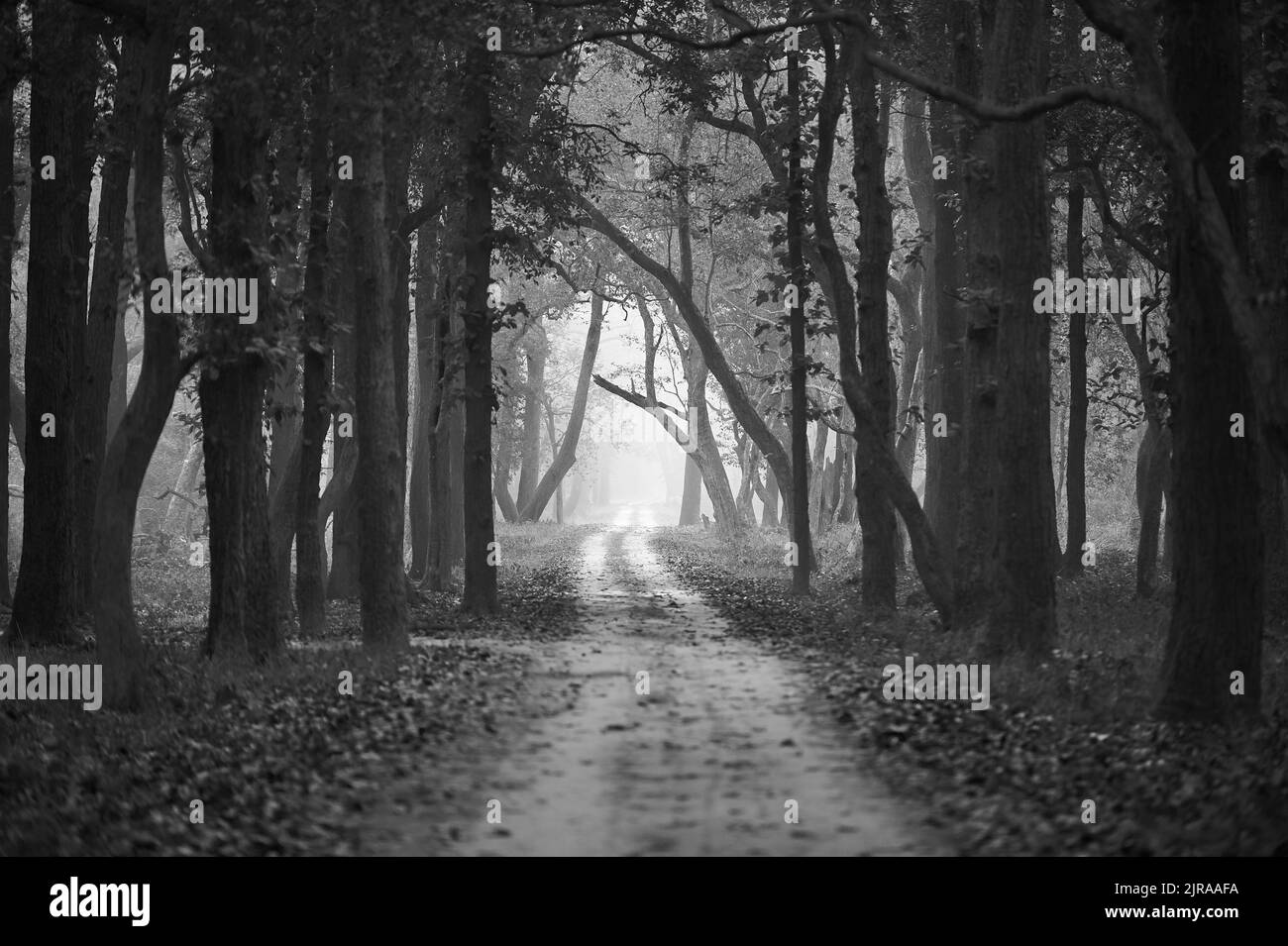 Sal Forest, tunnel view. Dudhwa National Park, India Stock Photo - Alamy