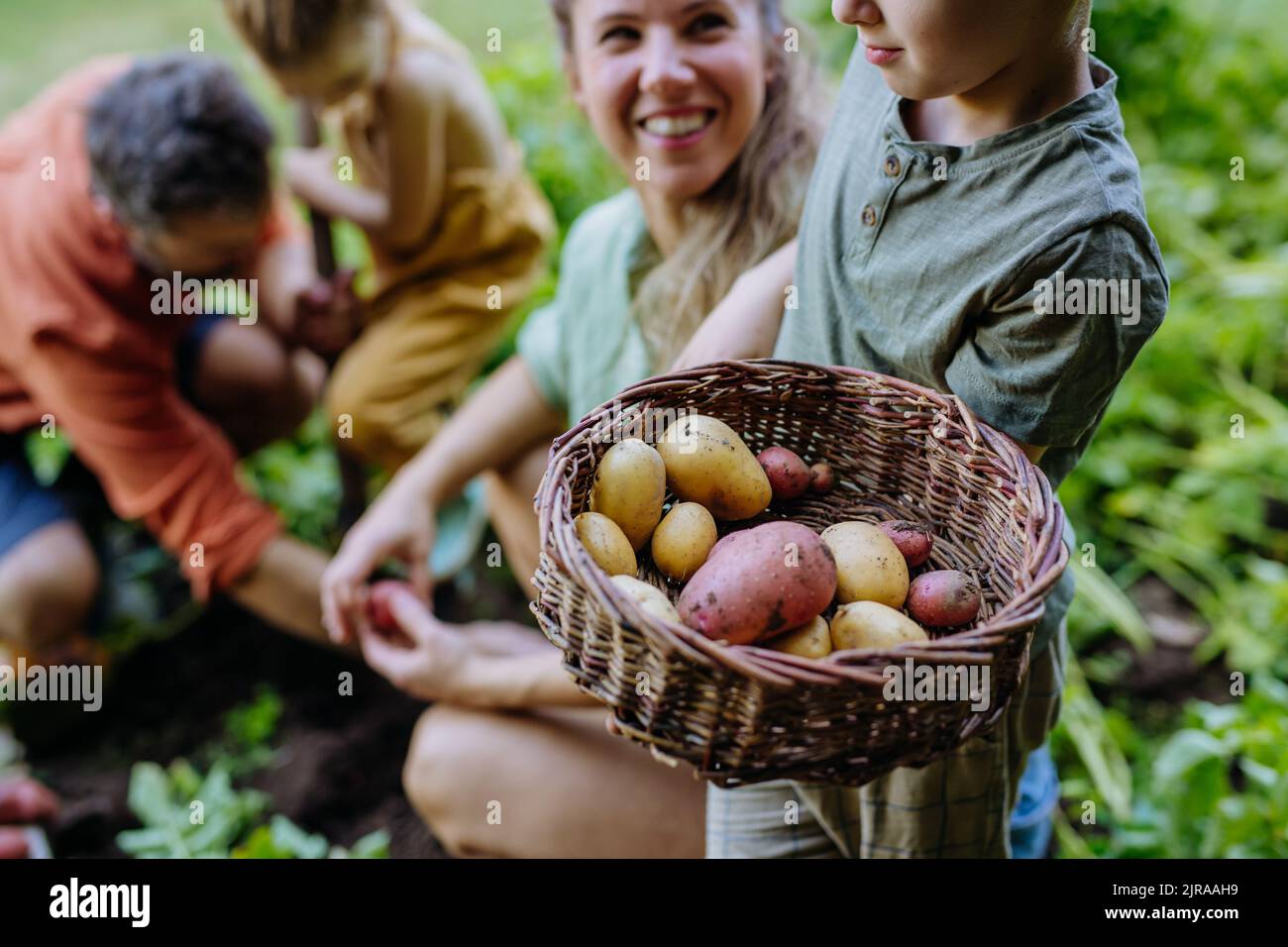 Farmer family harvesting potatoes together in garden in summer Stock ...