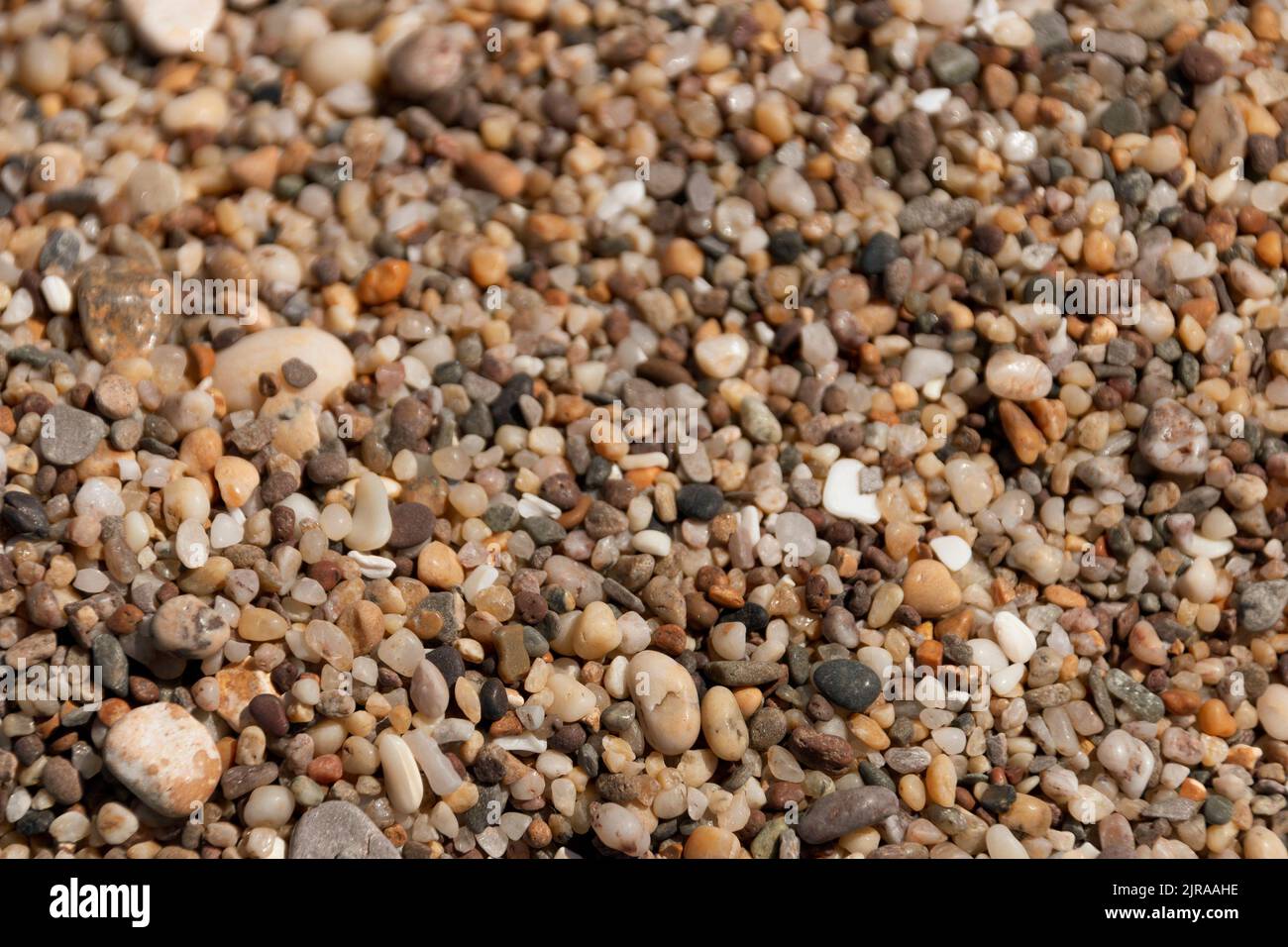 A close up view of peddles through the clear ocean water Stock Photo ...
