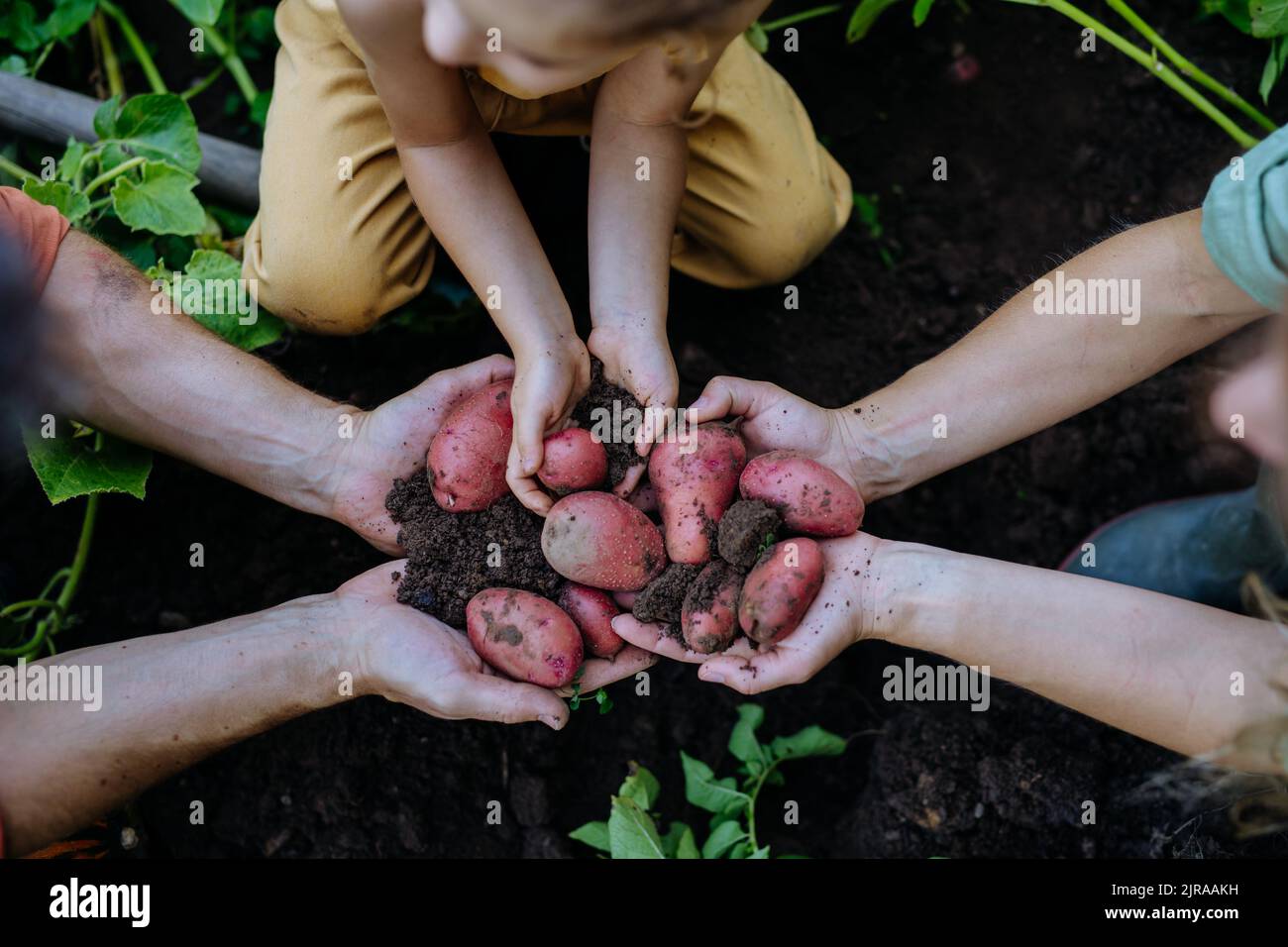 Top view of farmer family holding potatoes in field Stock Photo - Alamy