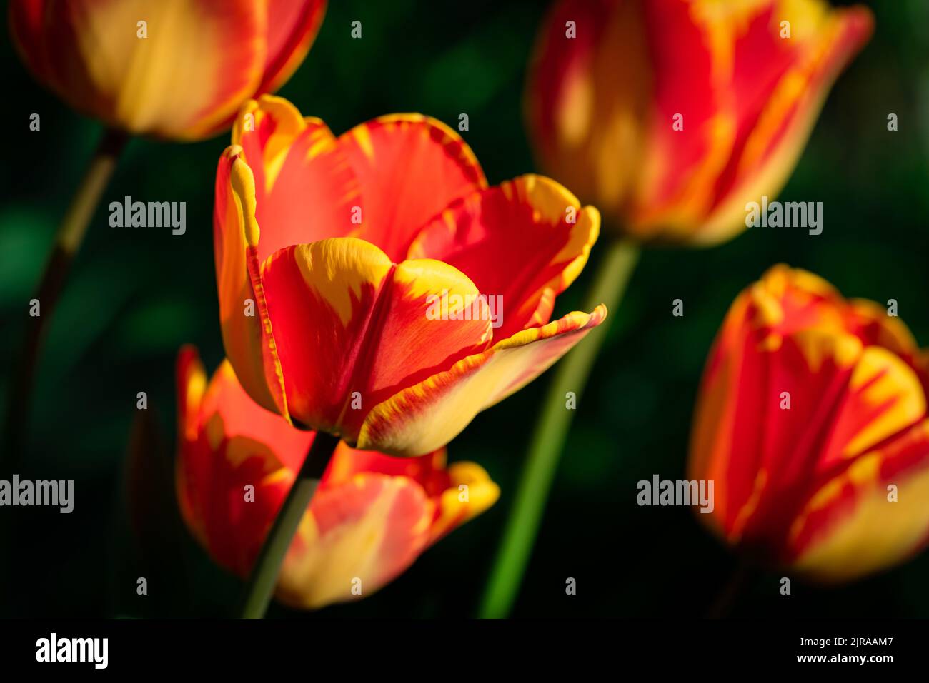 Red Yellow Tulips Stock Photo - Alamy