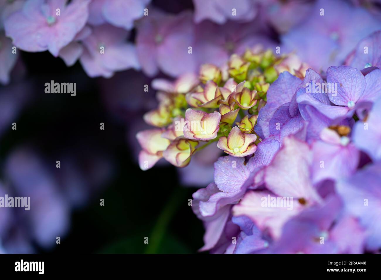 Yellow hydrangea hi-res stock photography and images - Alamy