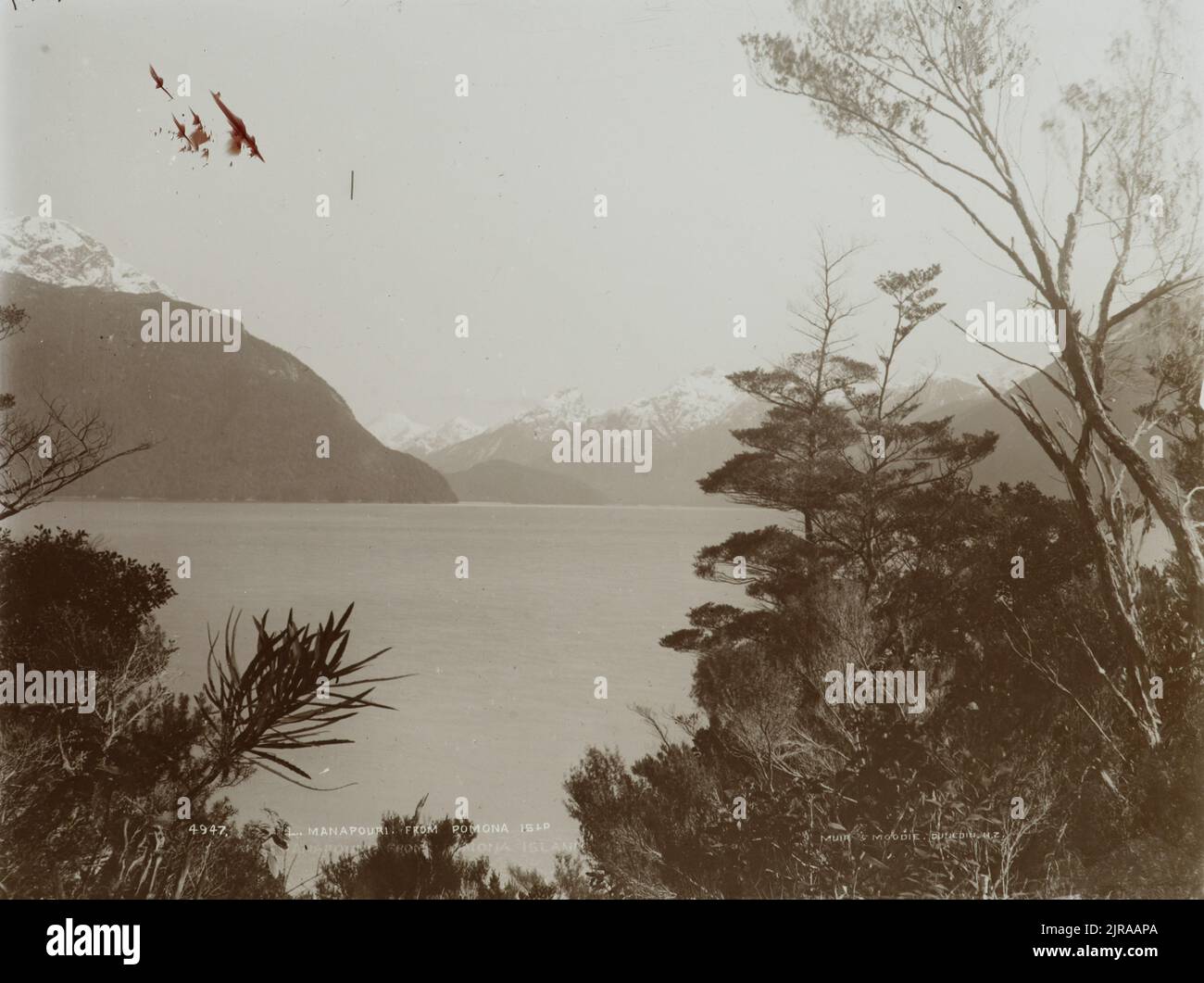 Lake Manapouri from Pomona Island, 1901-1916, Dunedin, by Muir & Moodie ...