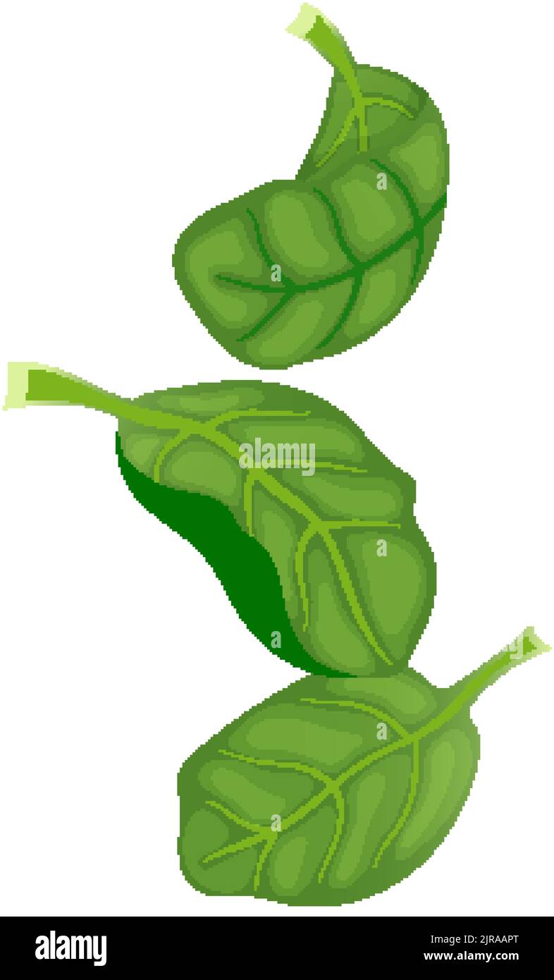 spinach leaf green cartoon vector illustration Stock Vector Image & Art ...
