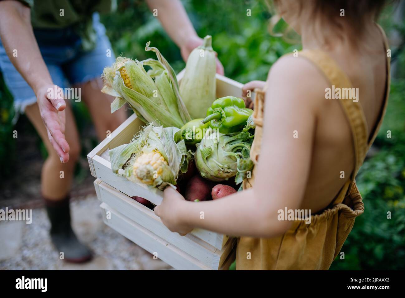 Little girl holding crate with fresh harvest standing in a greenhouse ...
