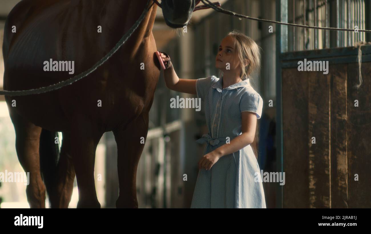 Little girl in blue dress cleaning coat of chestnut horse with brush in ...