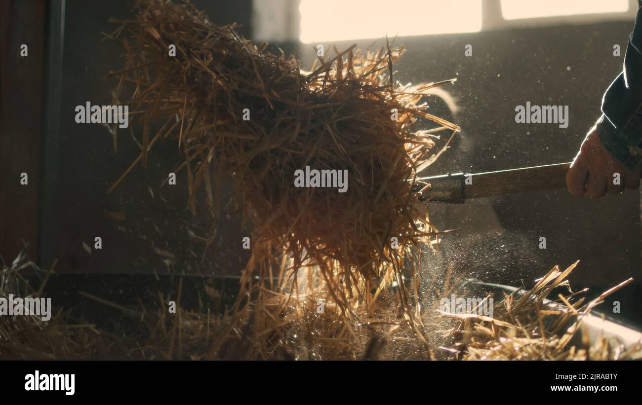 Unrecognizable senior male using pitchfork to throw straw into stall ...