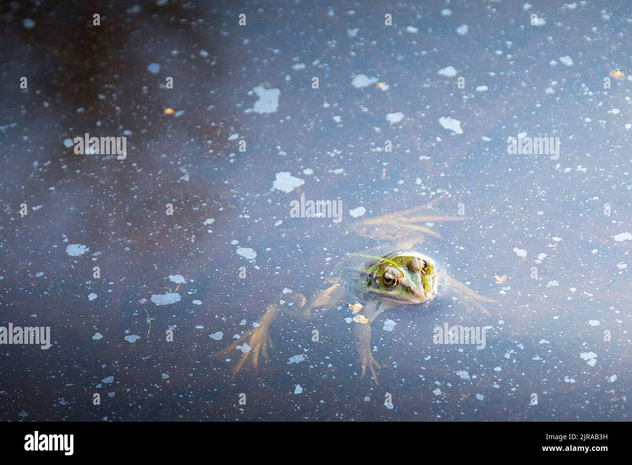 Italian pool frog (Pelophylax bergeri) floating in the blue water with ...